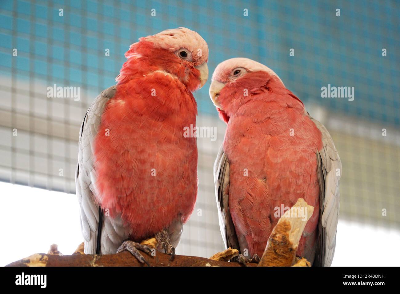 Pink and grey parrots hi-res stock photography and images - Alamy