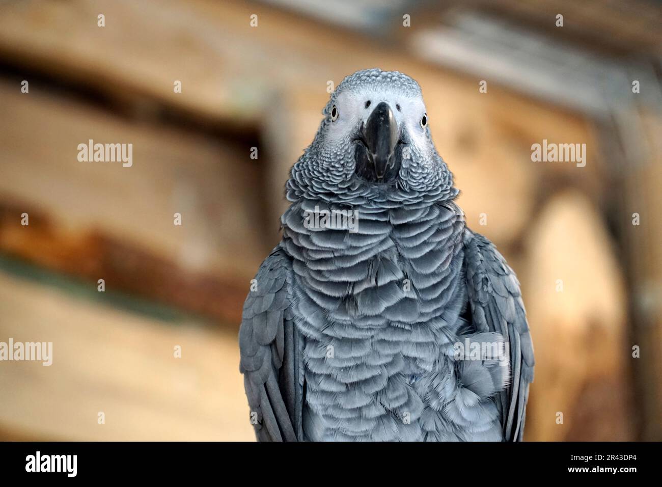 African grey parrot - front view Stock Photo - Alamy