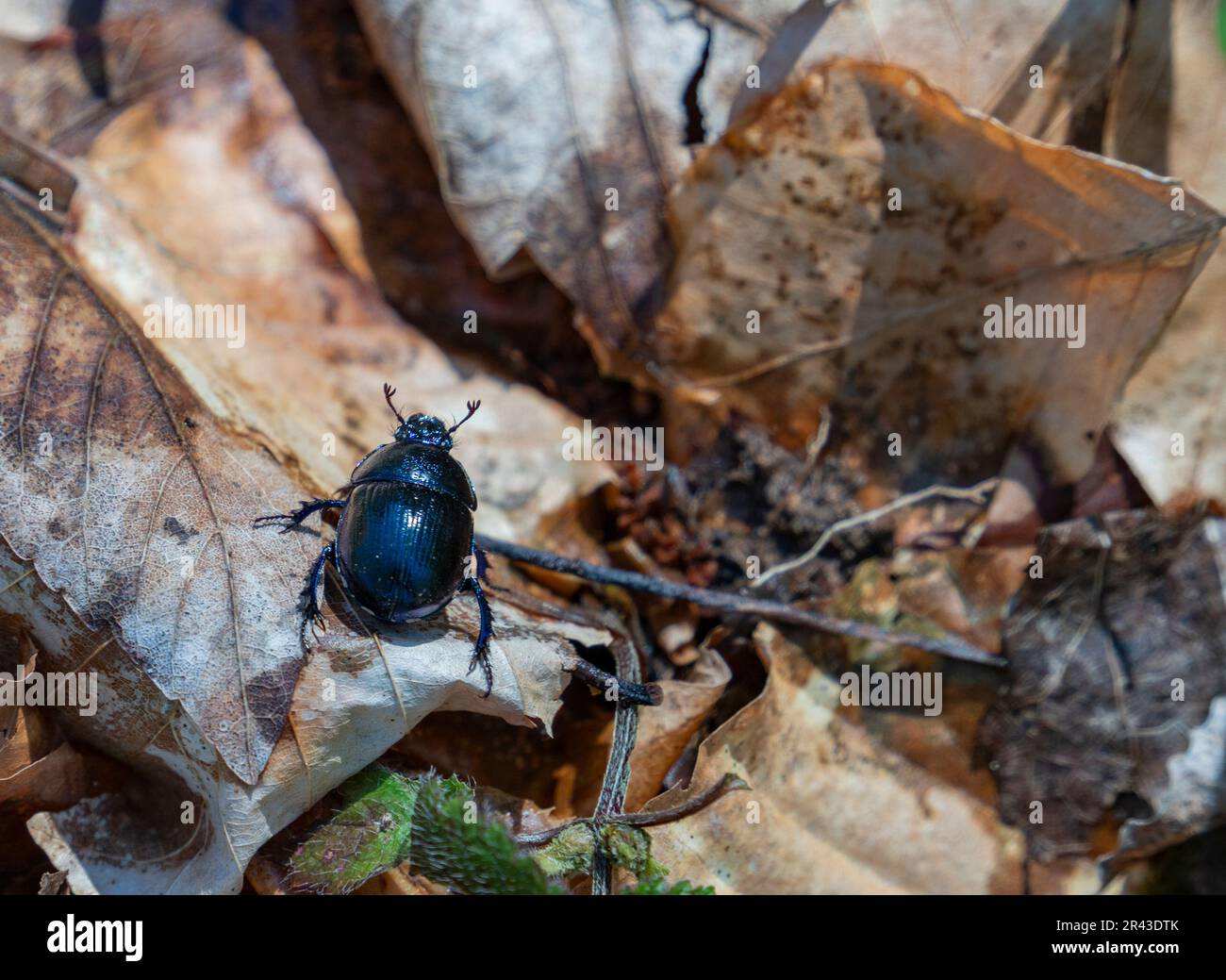 Dor bug hi-res stock photography and images - Alamy