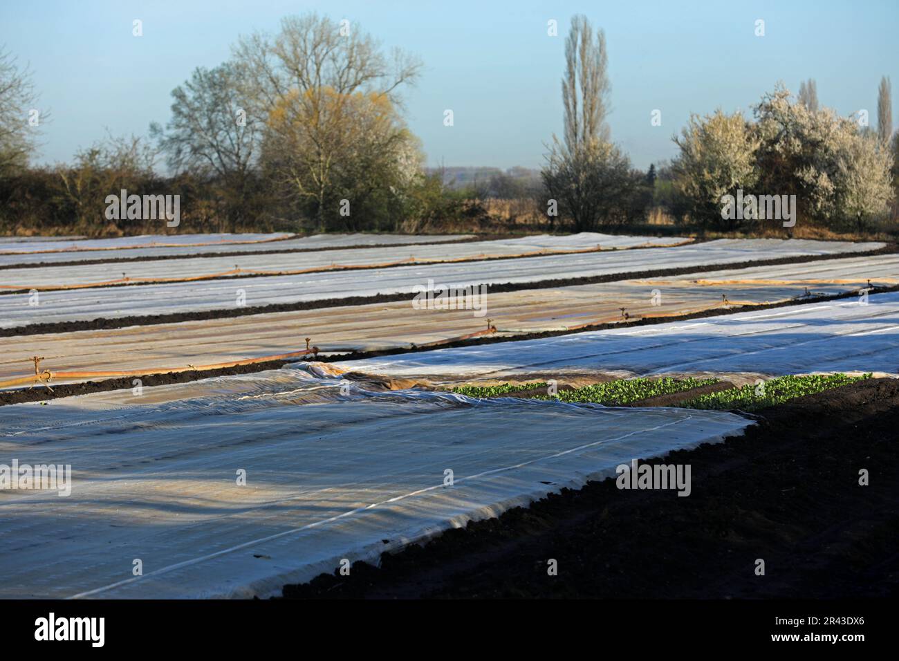 Field arable farming with foil Stock Photo - Alamy