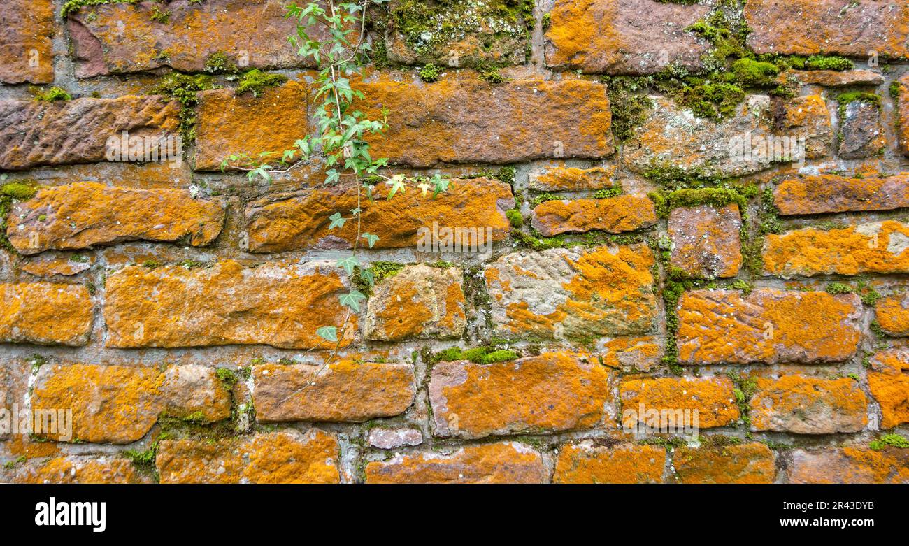 Colorful sandstone wall partly overgrown with green moss and orange ...