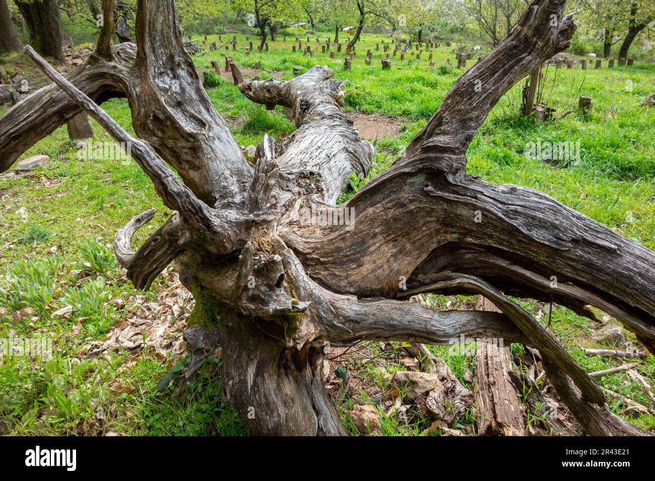 Lying log outdoor hi-res stock photography and images - Alamy