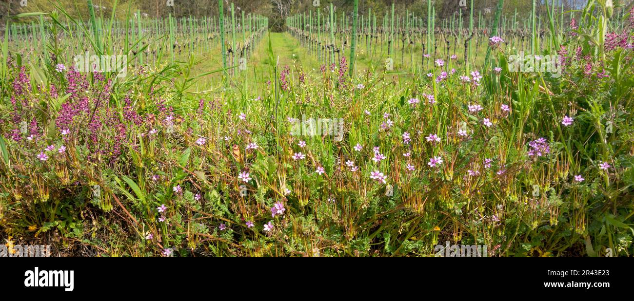 Vineyard german purple flowers hi-res stock photography and images - Alamy