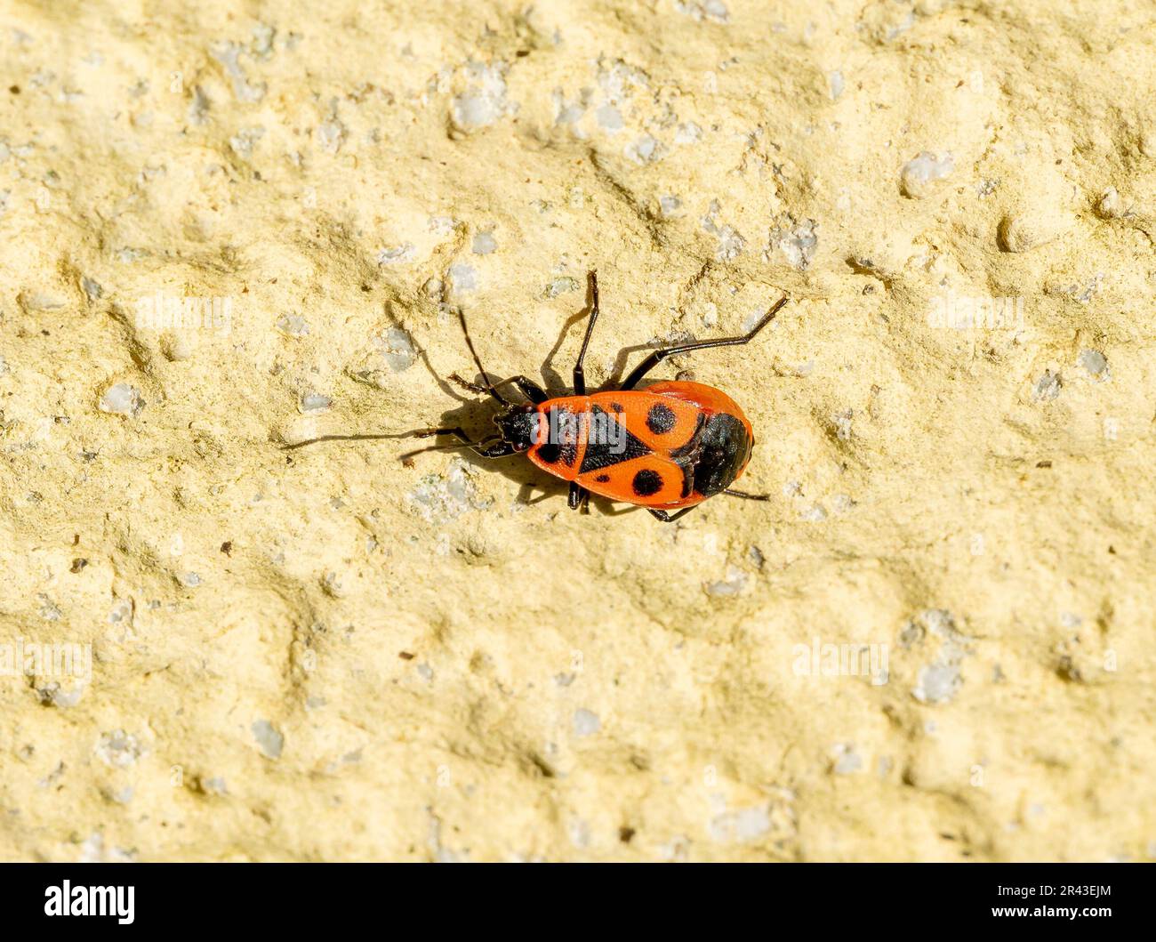 Bug on the wall hi-res stock photography and images - Alamy