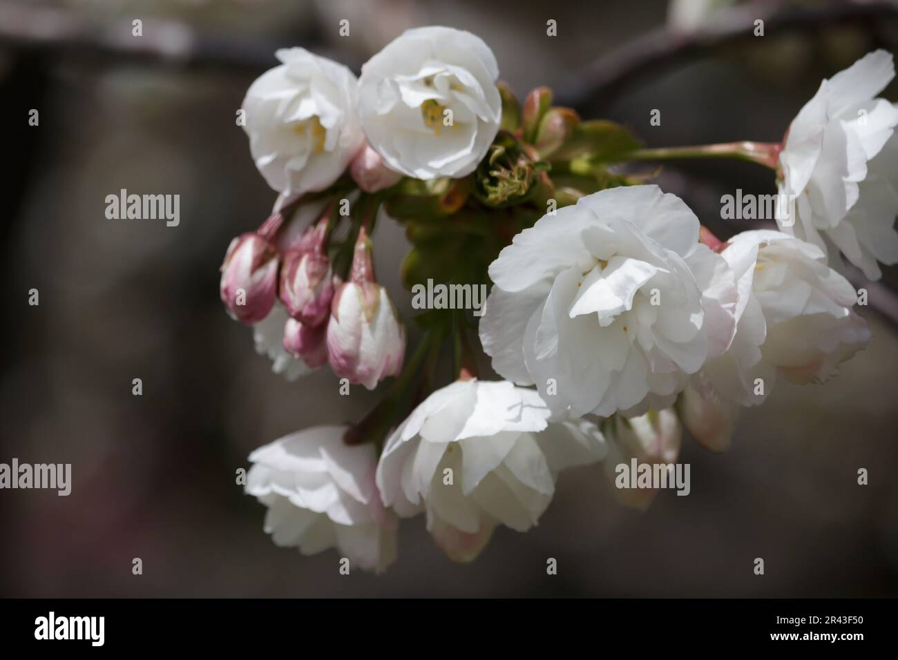 Japanese cherry blossom, buds and leaves dark background Stock Photo ...