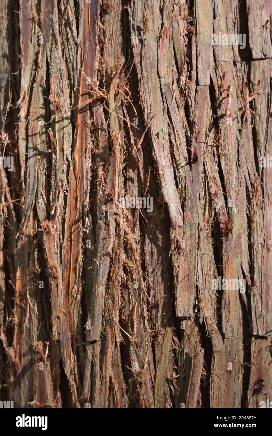 Tree trunk bark on Japanese cedar Stock Photo - Alamy