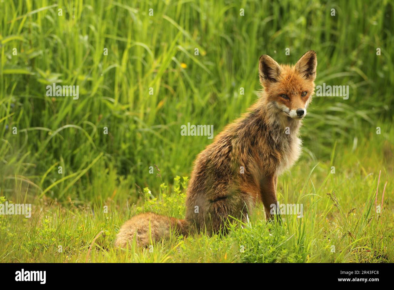 Red fox (Vulpes vulpes) sitting in the summer meadow, Allgaeu, Bavaria, Germany Stock Photo - Alamy