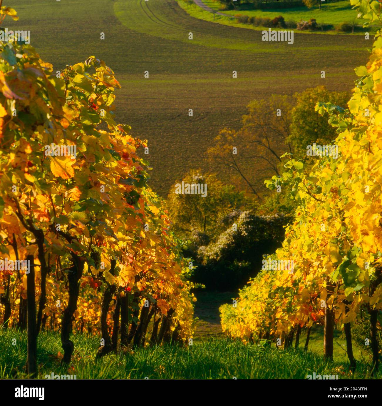 Diefenbach hi-res stock photography and images - Alamy