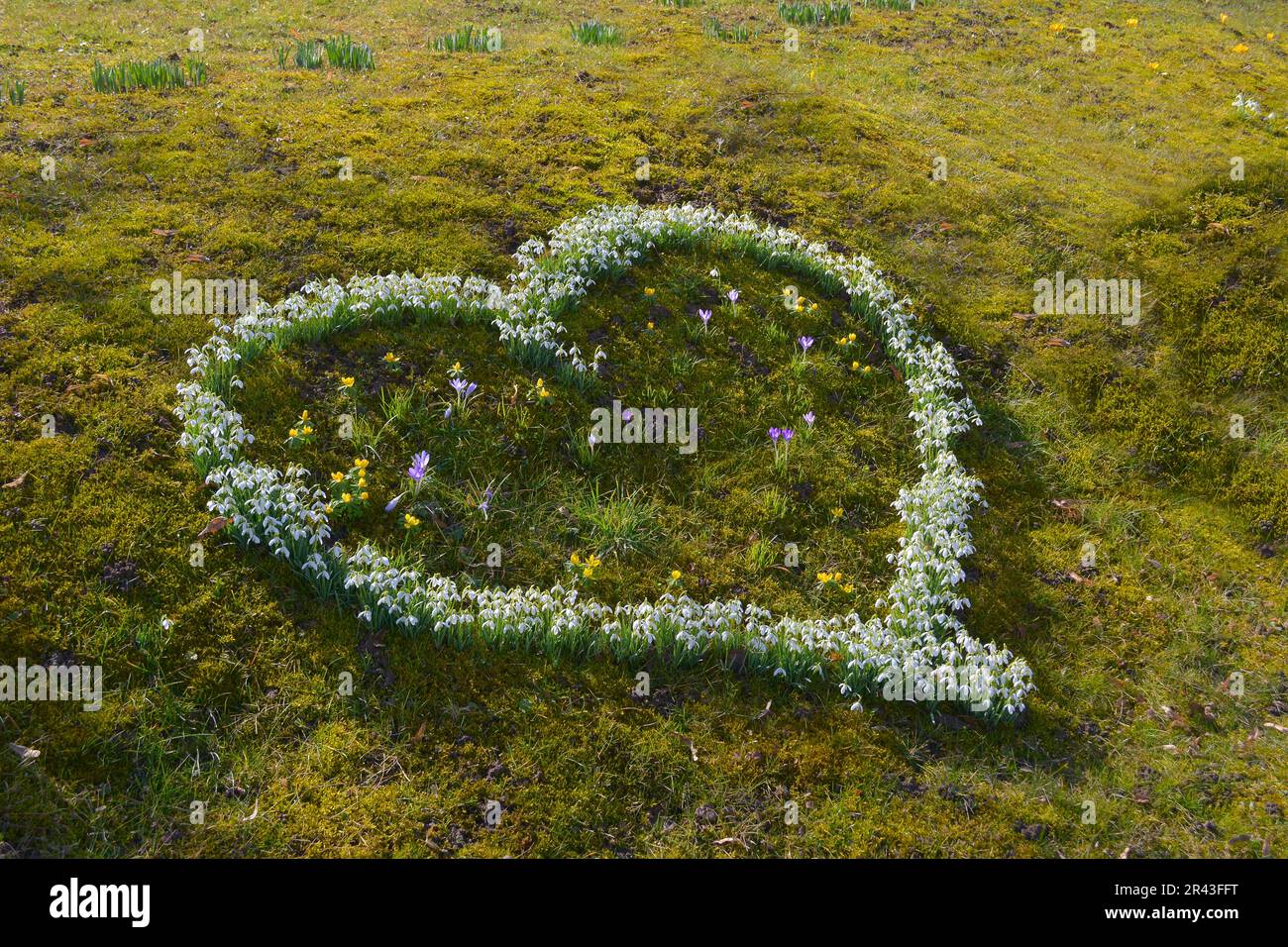 Snowdrops in the Garden Flowering Snowdrops in Heart Shape Flowering ...