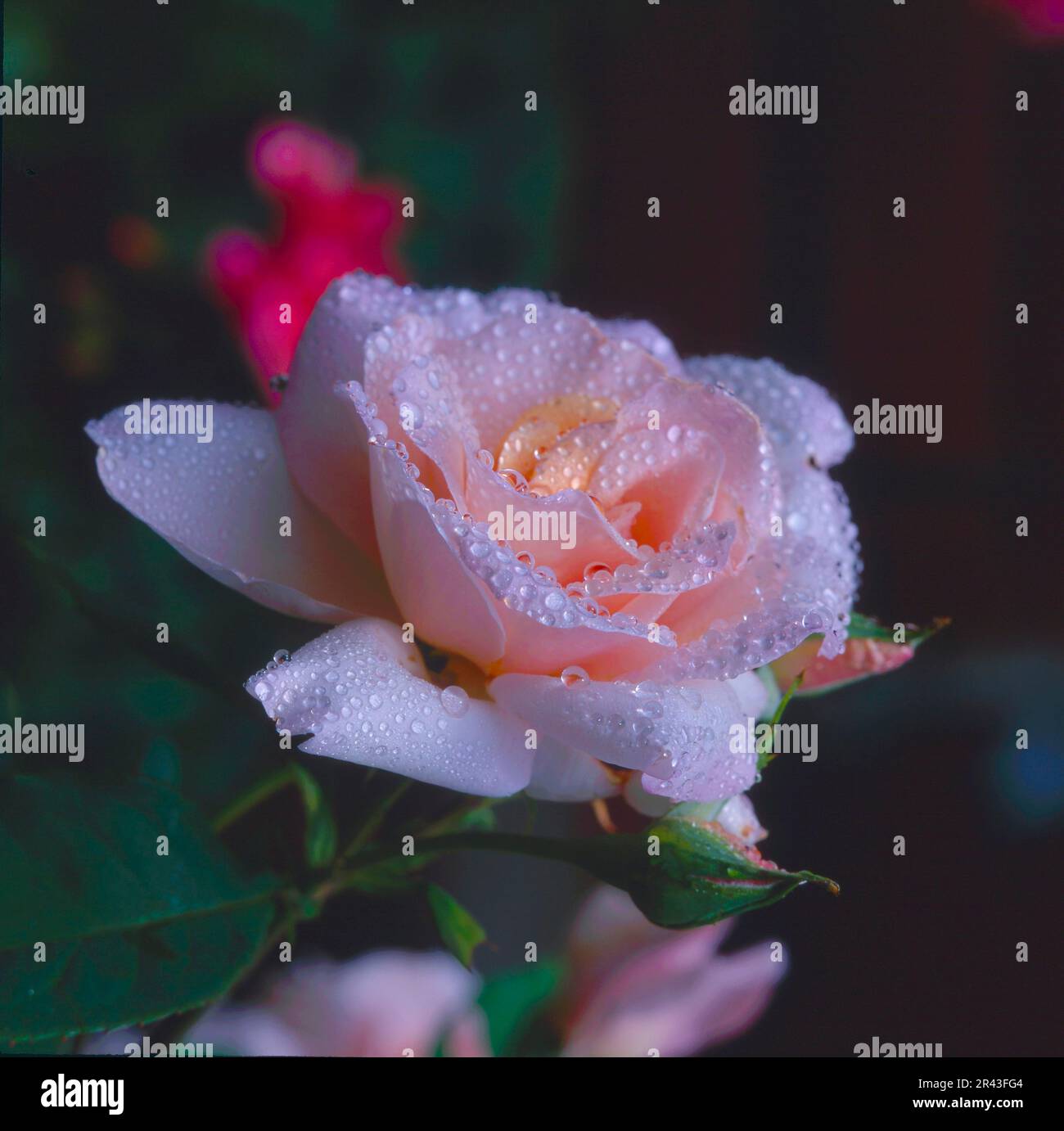 Pink rose with raindrops hi-res stock photography and images - Alamy