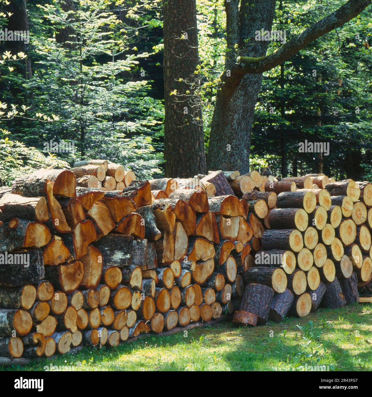 Firewood photography hi-res stock photography and images - Alamy