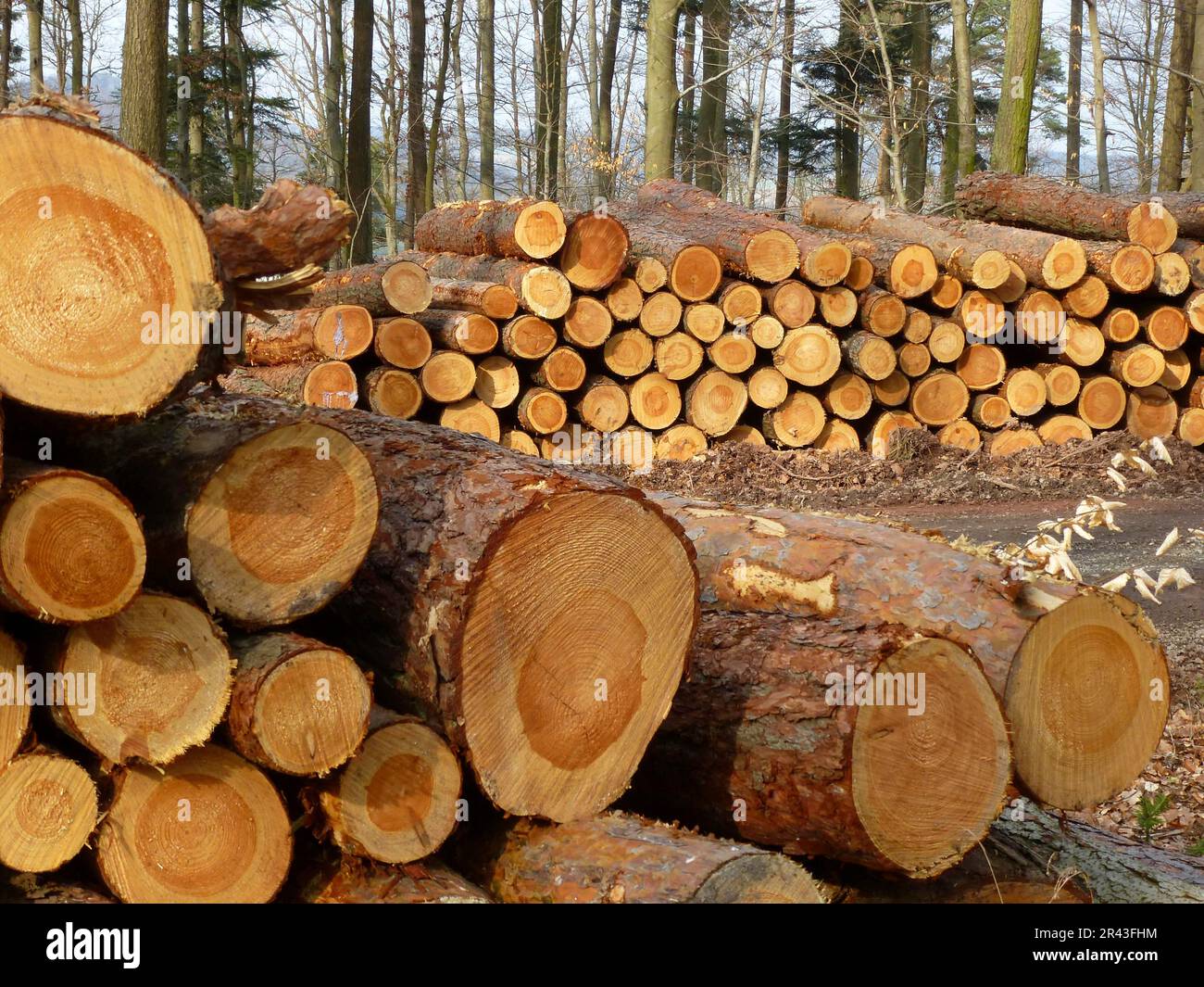 Needle forest hi-res stock photography and images - Alamy