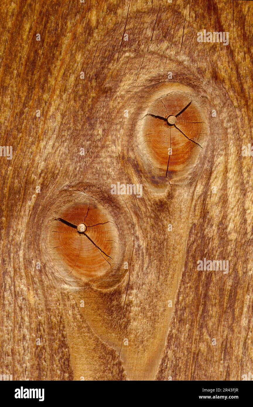 Branch of wood hi-res stock photography and images - Alamy