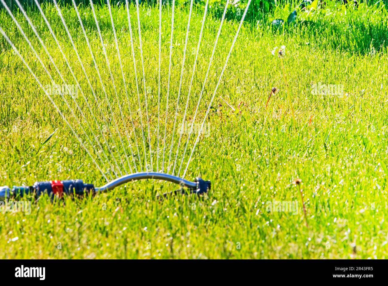 garden sprinkler watering lawn grass in dry weather in the morning ...