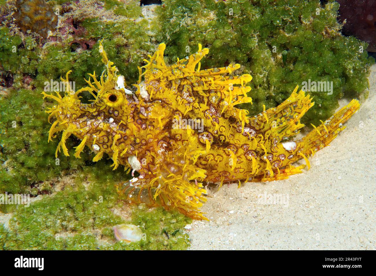Lateral view of Yellow popeyed scorpionfish (Rhinopias frondosa) with ...