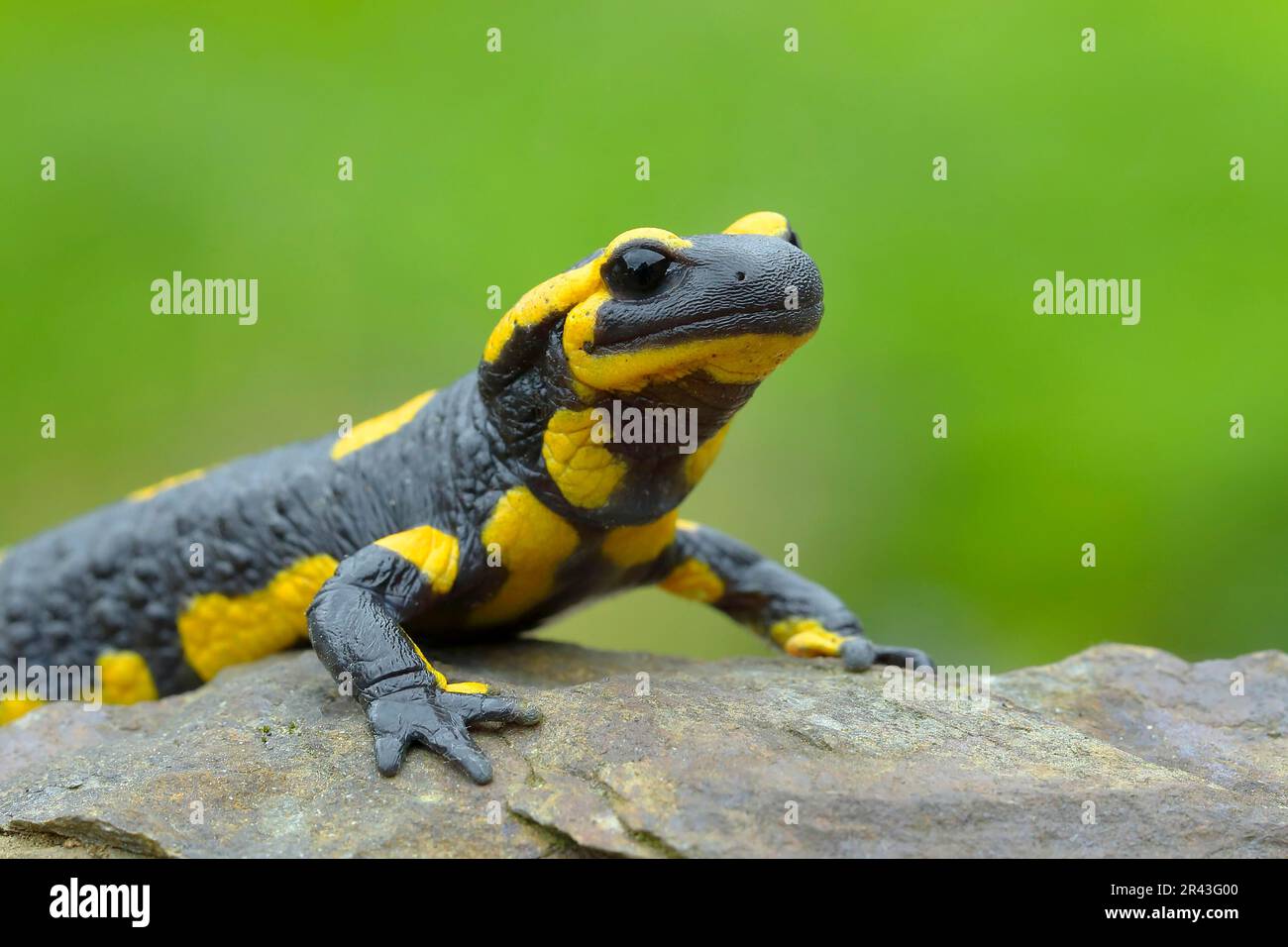 Fire salamander (Salamandra salamandra), standing on stone and ...