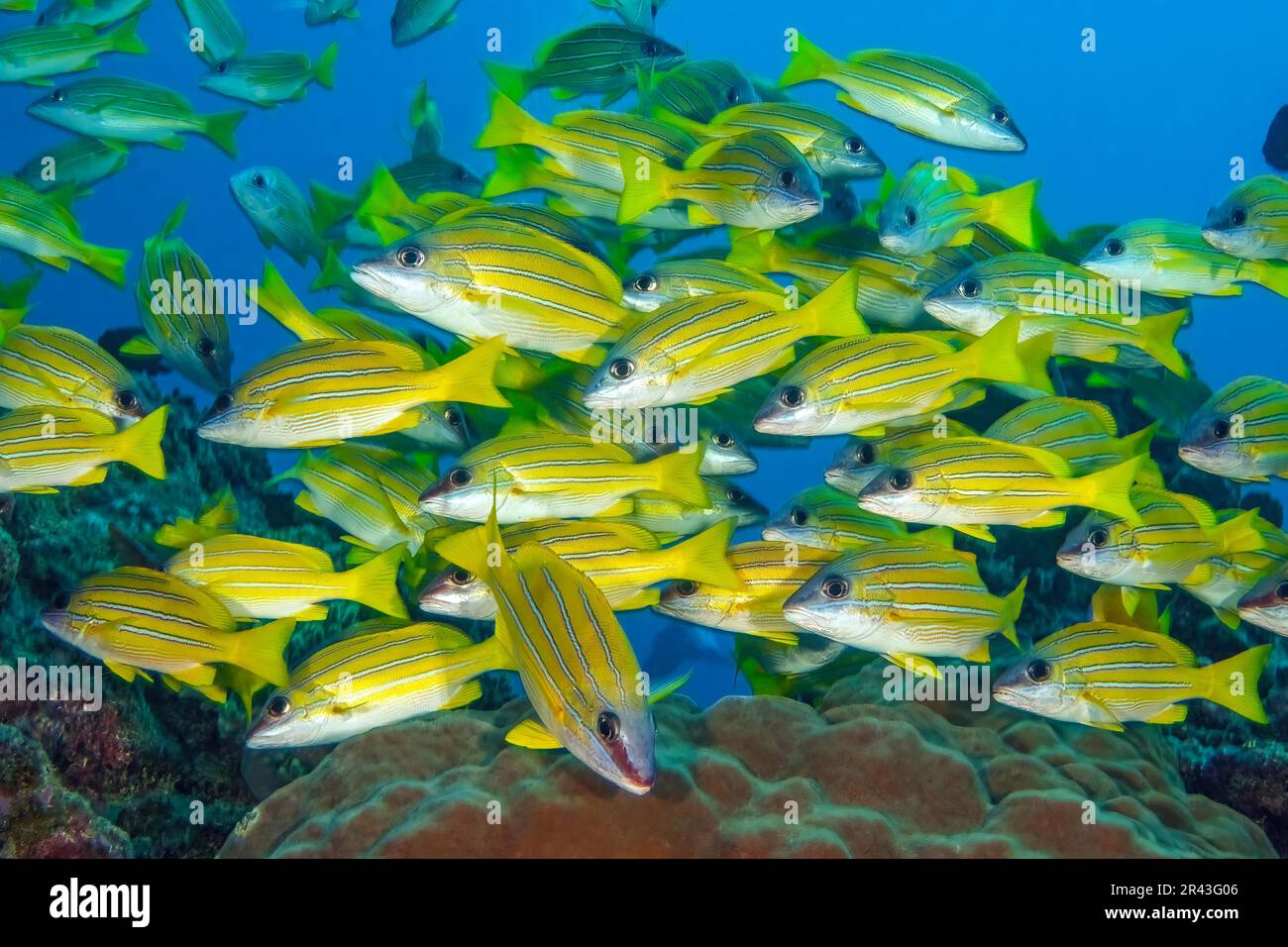 Small school of bluestripe snapper (Lutjanus kasmira) swimming over ...