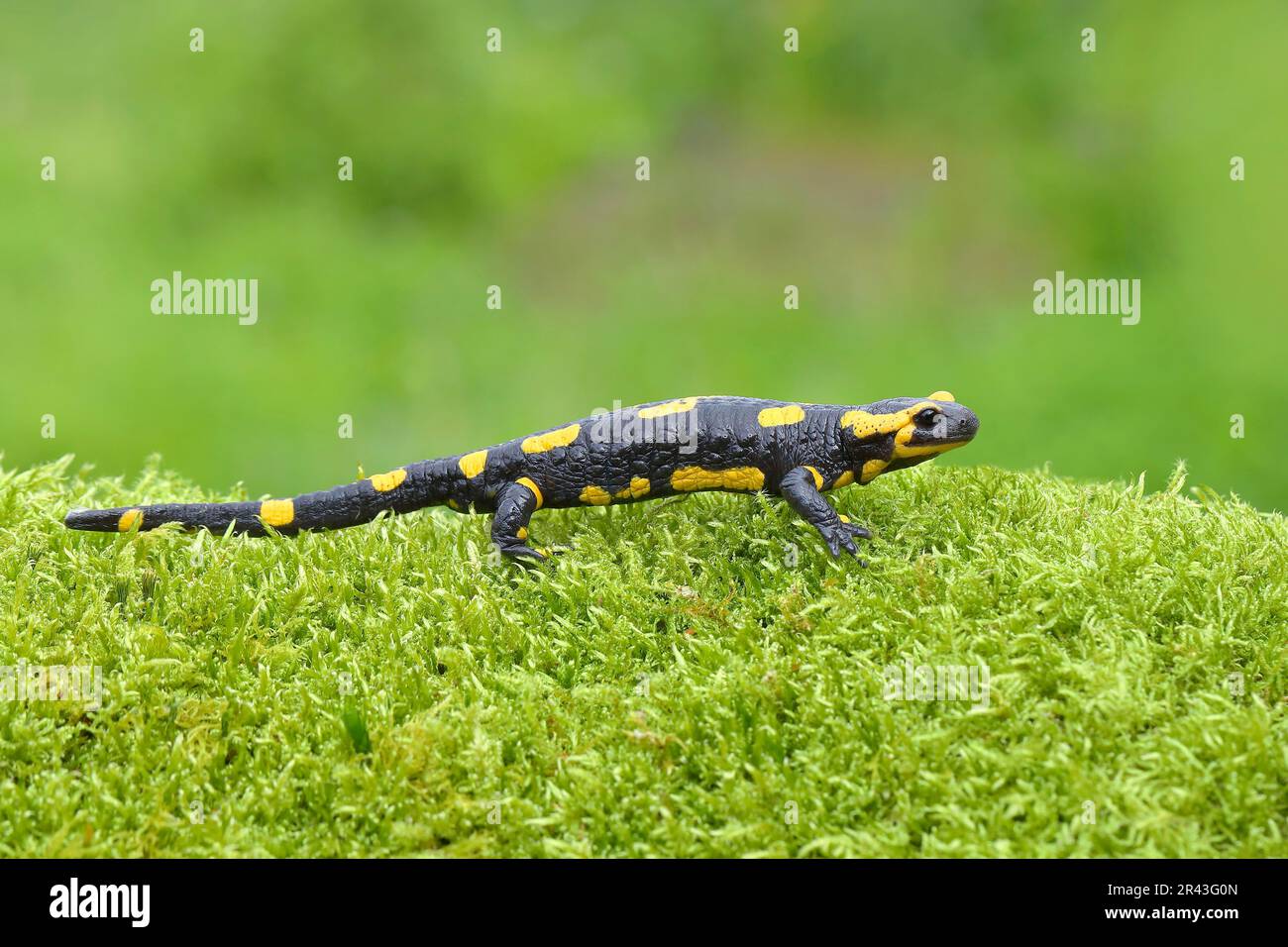 Fire salamander (Salamandra salamandra), running over moss, Siegerland ...