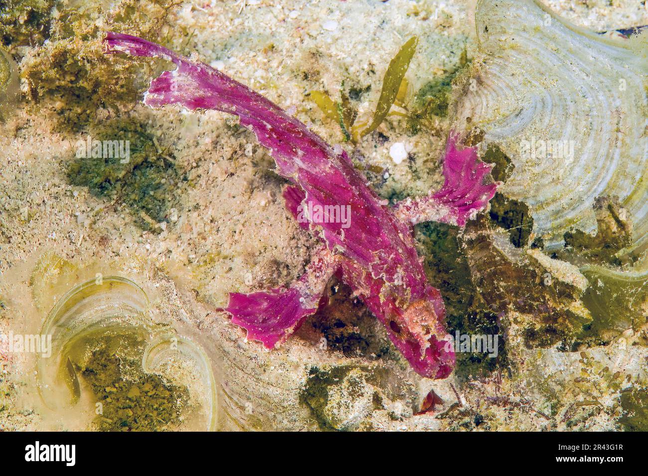 View View from above of narrow body shape silhouette of wobble fish ...