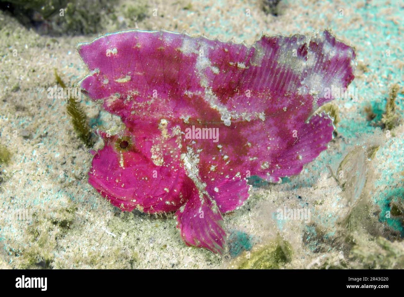 Lateral view View from the side of wobble fish Leaf fish (Taeninotus ...