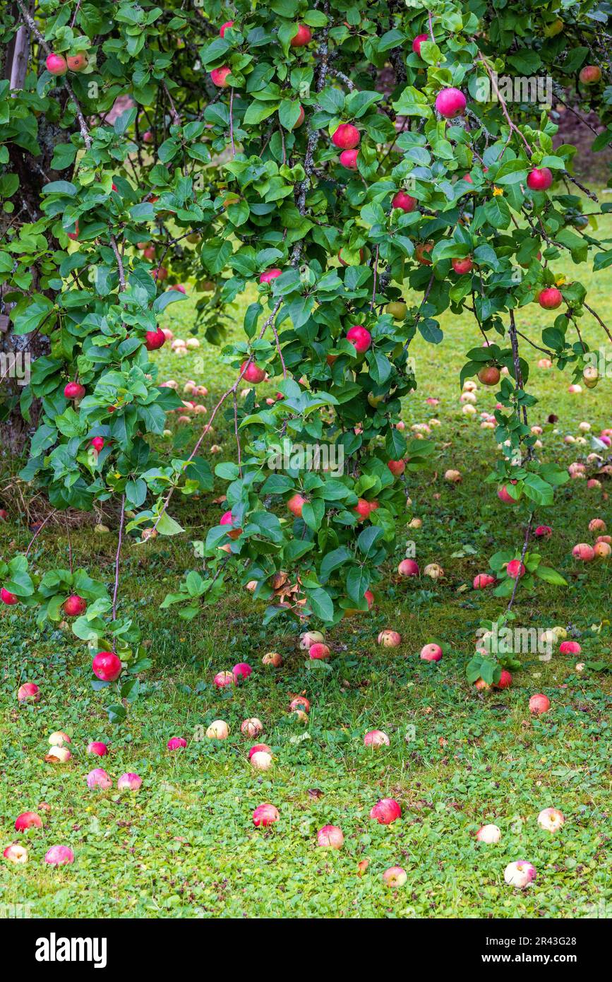Apple tree in a garden with fall fruit on the ground, Sweden Stock ...