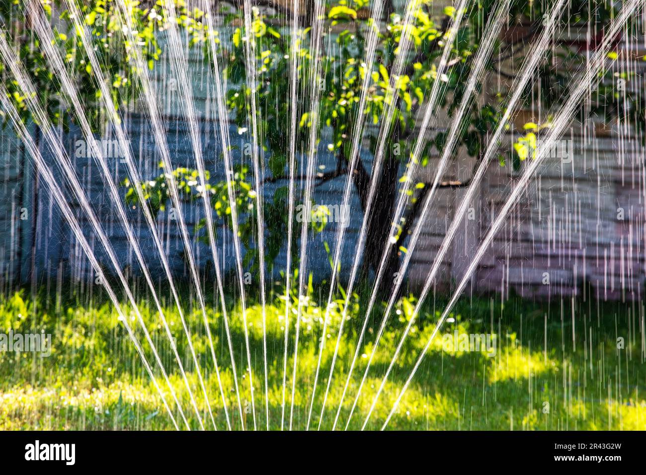 garden sprinkler watering fruit trees in the early morning in the ...