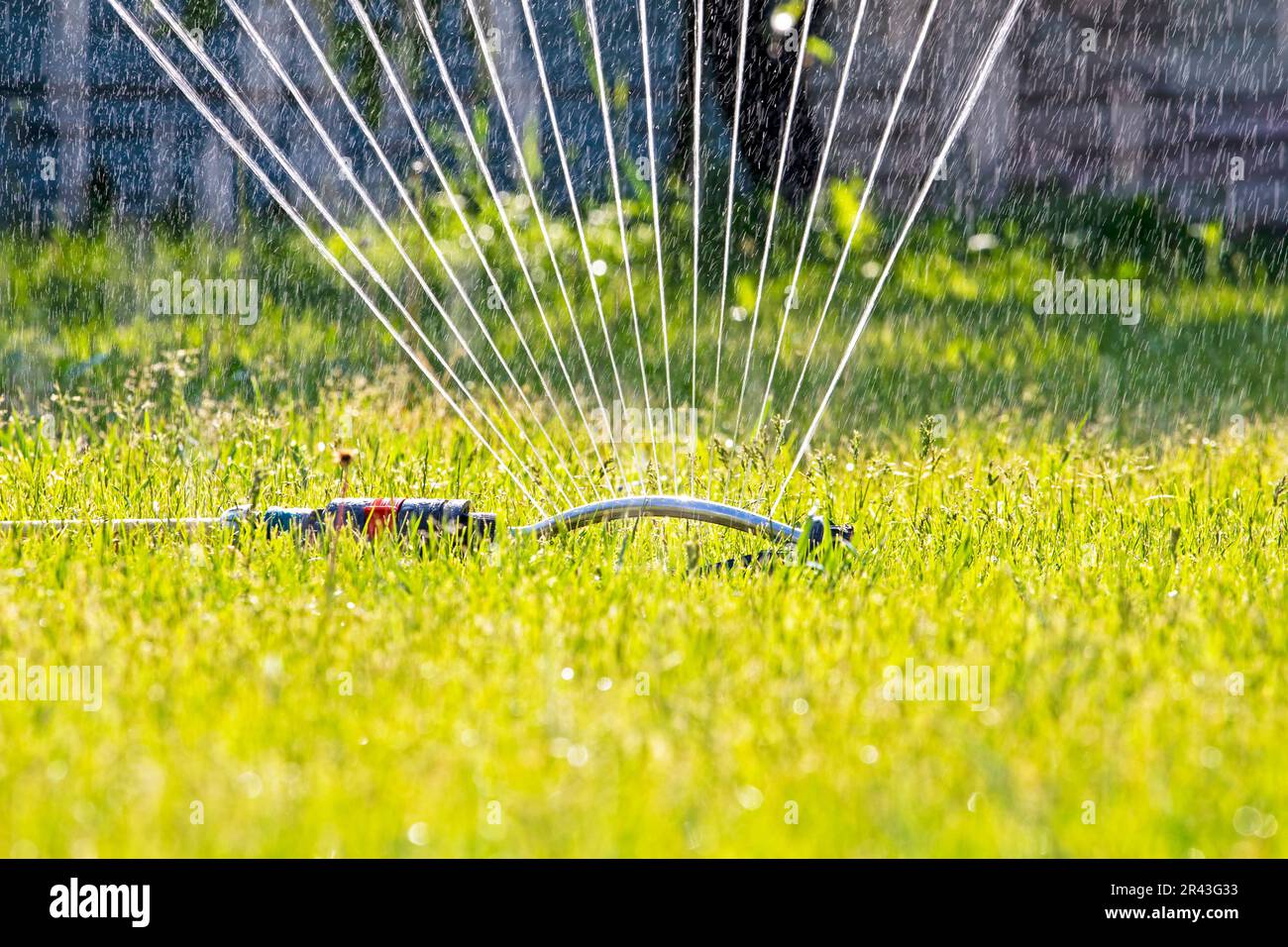 garden sprinkler watering fruit trees in the early morning in the ...