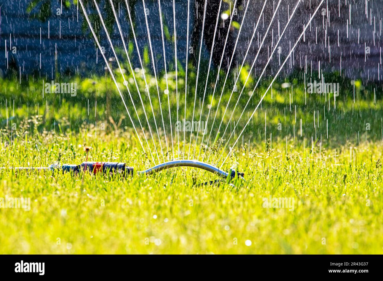 garden sprinkler watering trees in the early morning in the garden ...