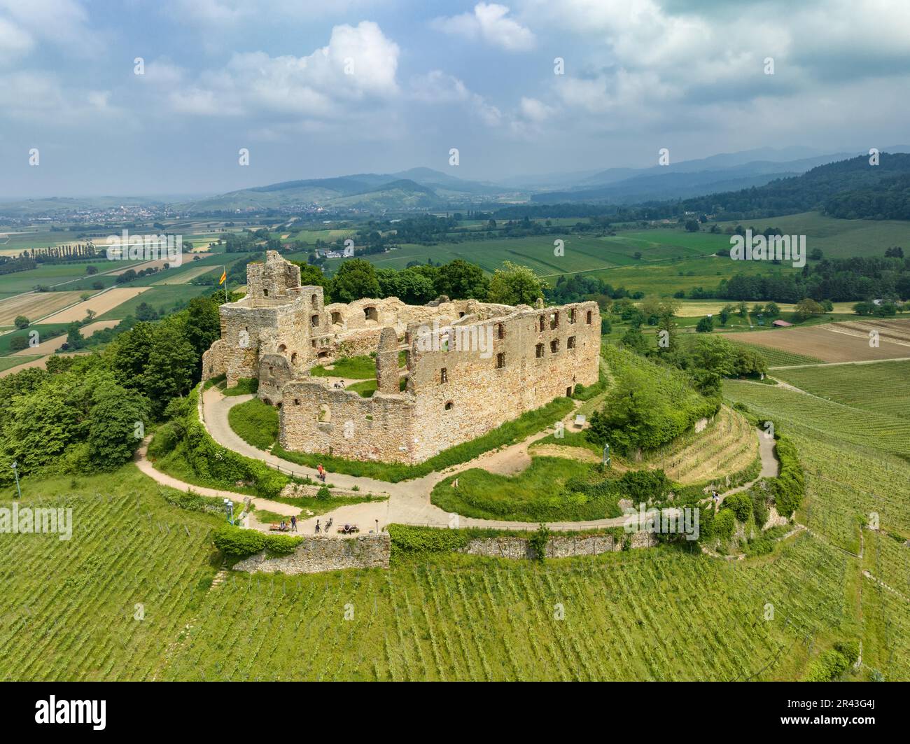 Aerial view of Staufen Castle, on a vineyard, Schlossberg, Staufen im ...