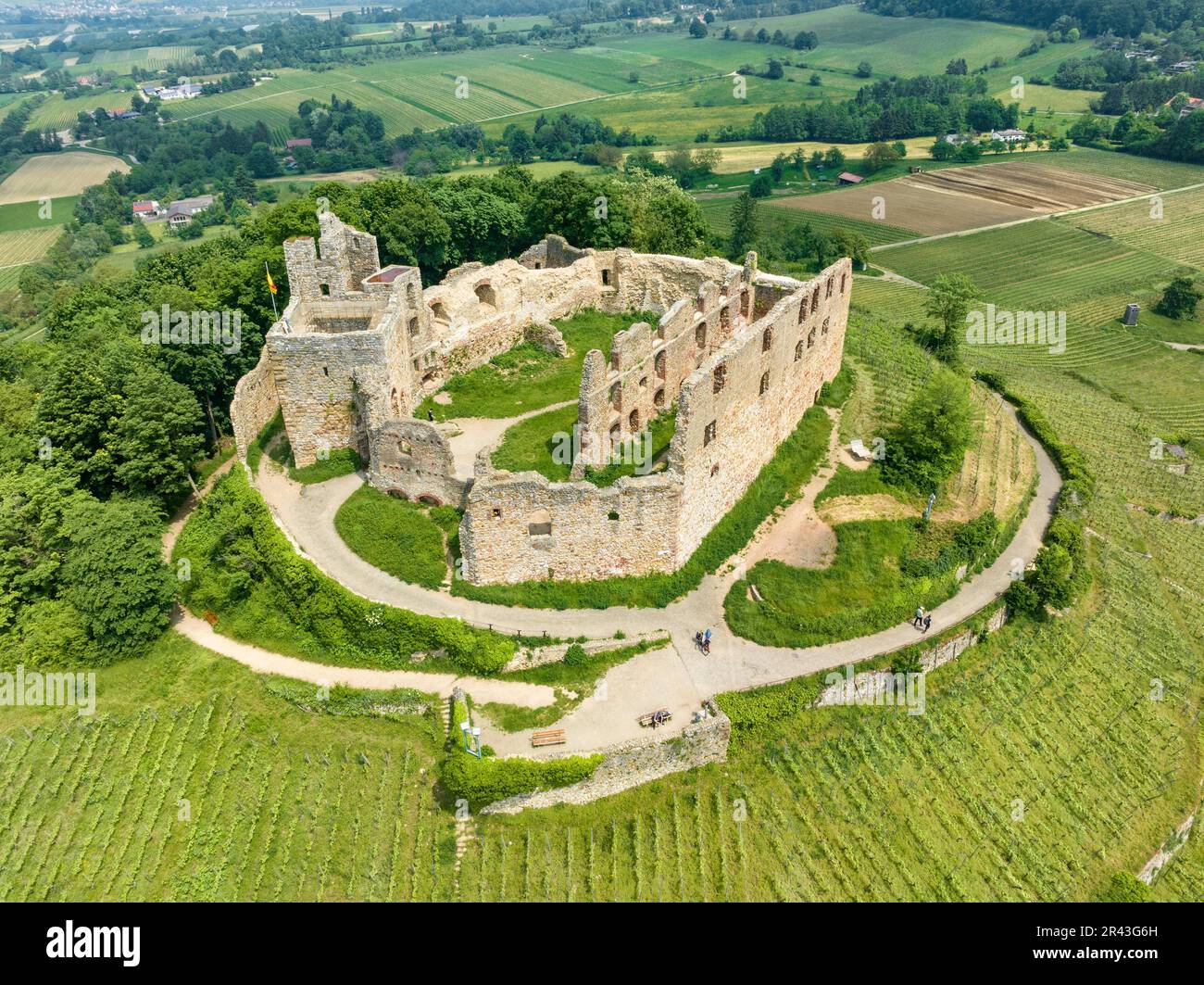 Aerial view of Staufen Castle, on a vineyard, Schlossberg, Staufen im ...