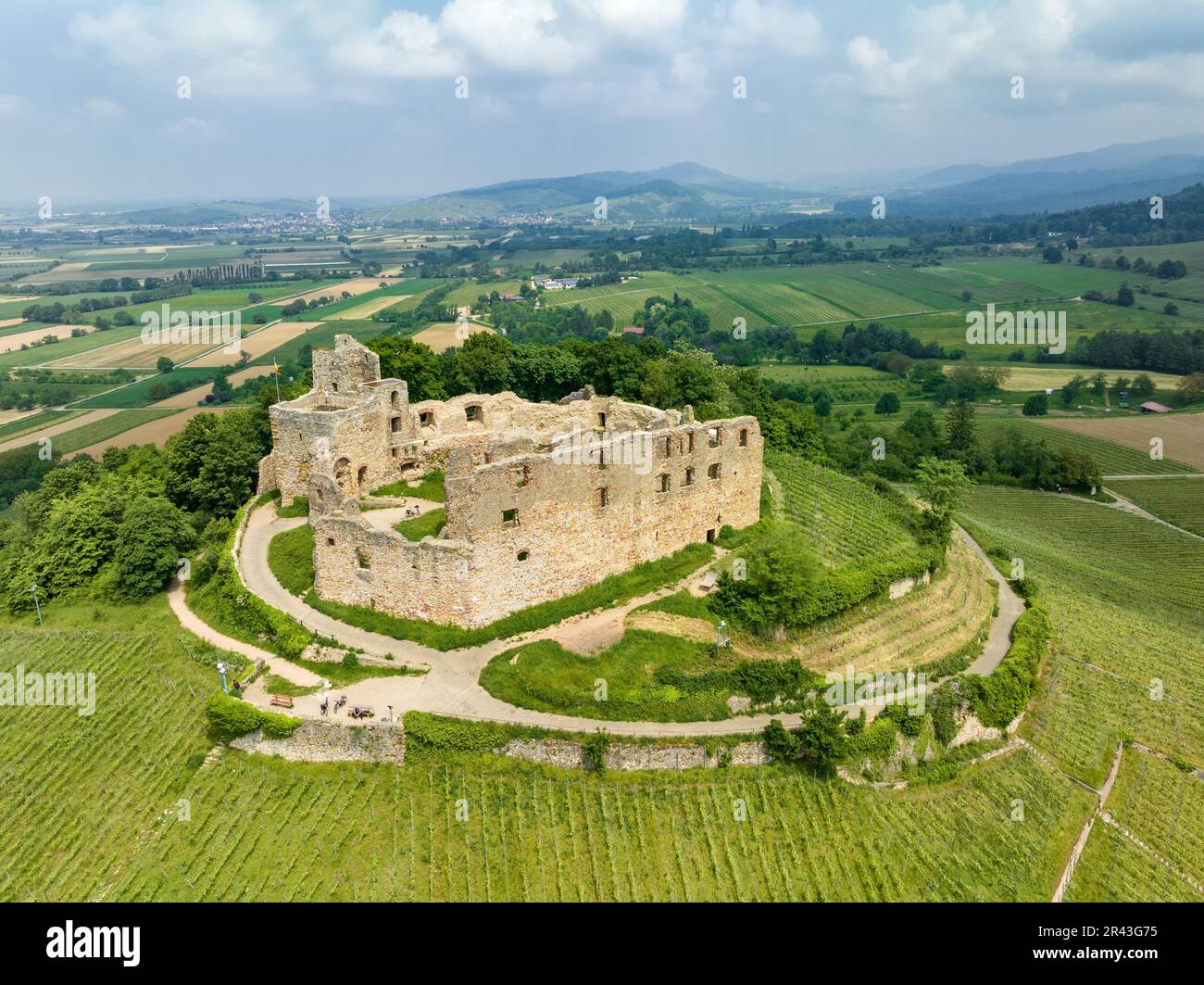 Aerial view of Staufen Castle, on a vineyard, Schlossberg, Staufen im ...