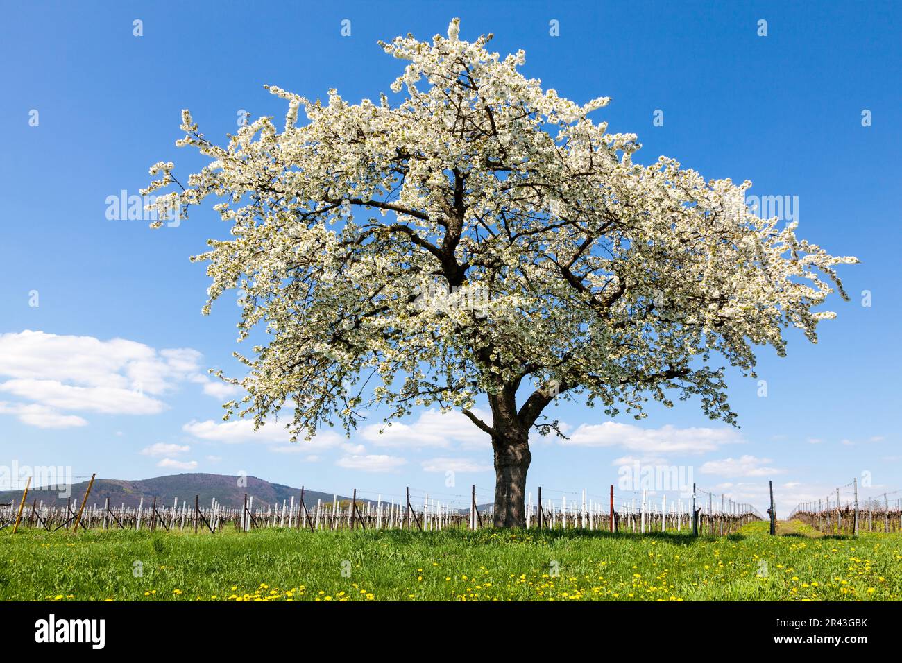 Spring, nature, landscape, tree, cherry tree, cherry blossom, blossom ...