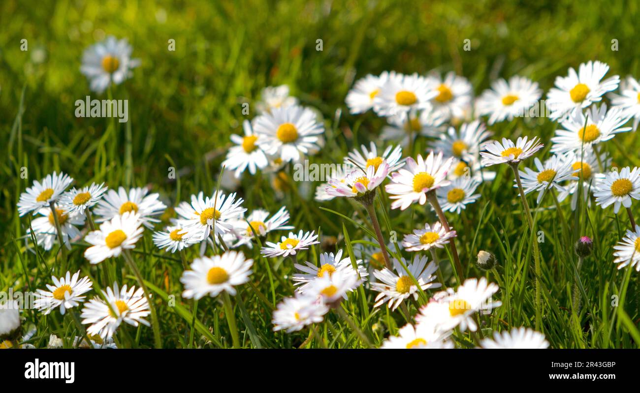 Wet daisies hi-res stock photography and images - Alamy