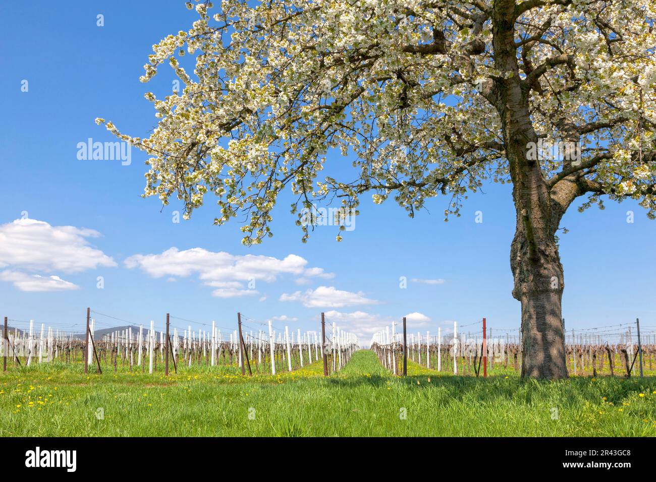 Spring, nature, landscape, tree, cherry tree, cherry blossom, blossom ...
