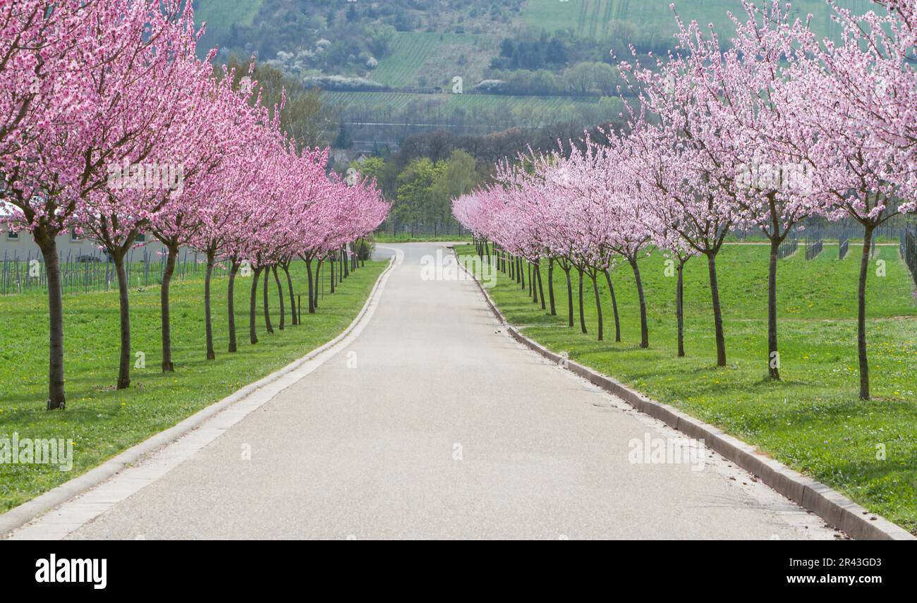 Almond row hi-res stock photography and images - Alamy