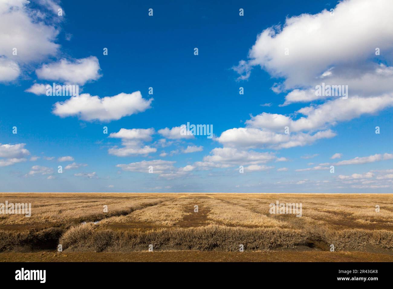 Salt marshes on the eiderstedt peninsula hi-res stock photography and ...