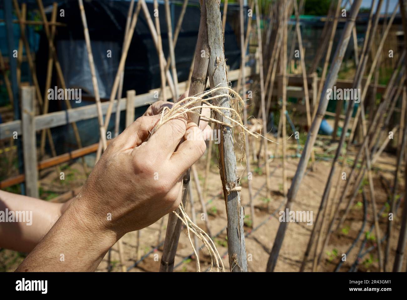 Farmer tying canes for tomato cultivation in Spain Stock Photo - Alamy