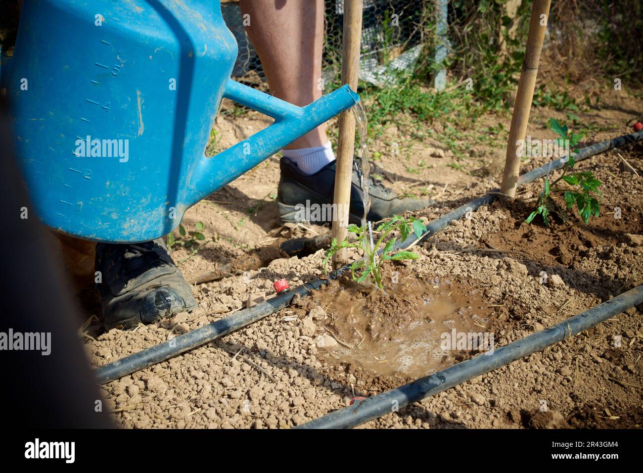 Worker watering farm can irrigation hi-res stock photography and images ...