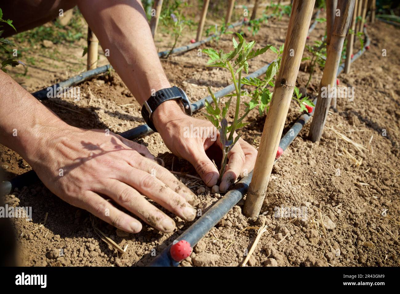 Farmer putting seedlings in the soil of an orchard in Spain Stock Photo ...