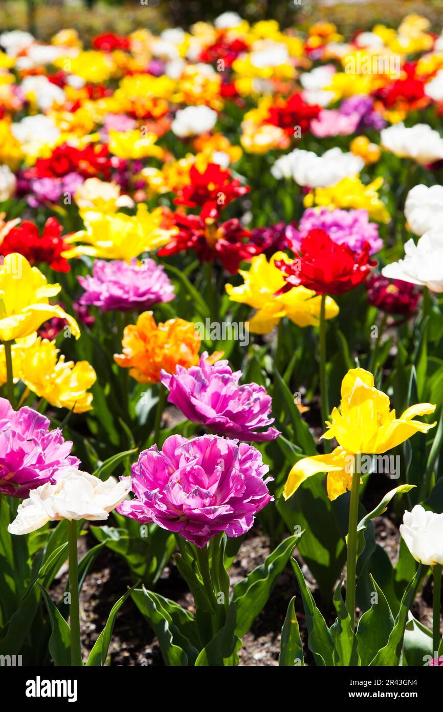 Villa Taranto - Italy. Famous Italian garden with a dedicated area for ...