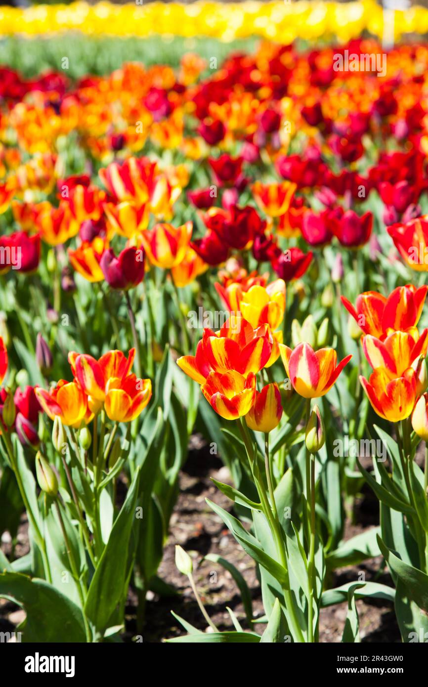 Villa Taranto - Italy. Famous Italian garden with a dedicated area for ...