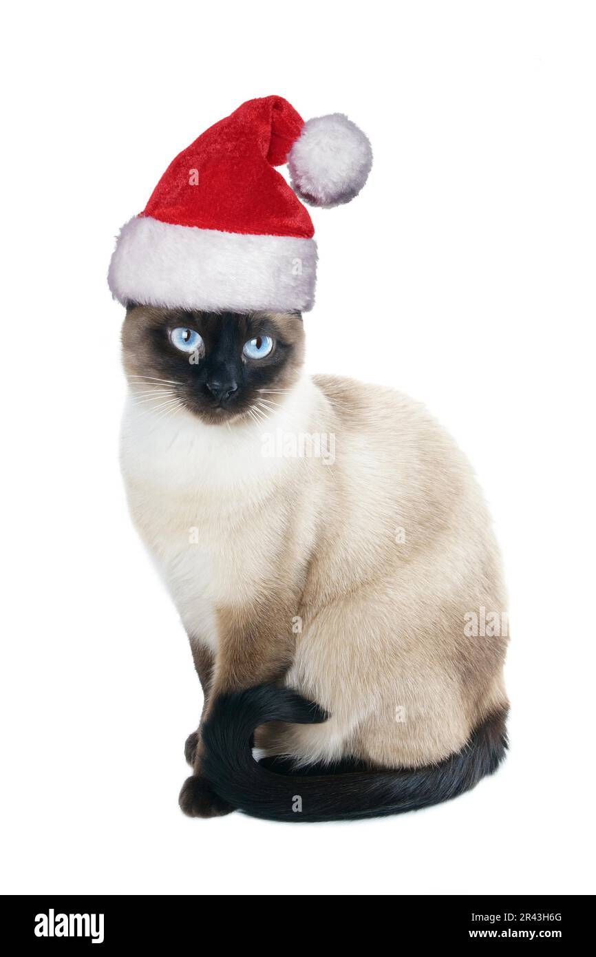 siamese cat wearing santa hat for christmas, isolated on white Stock ...