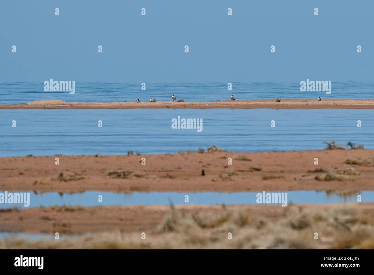 Ruoqiang. 23rd May, 2023. Birds are seen at Ayakum Lake at the eastern ...