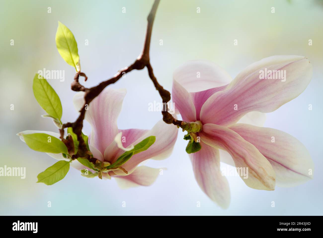 Flowering magnolia tree in the park in spring on a sunny day Stock ...