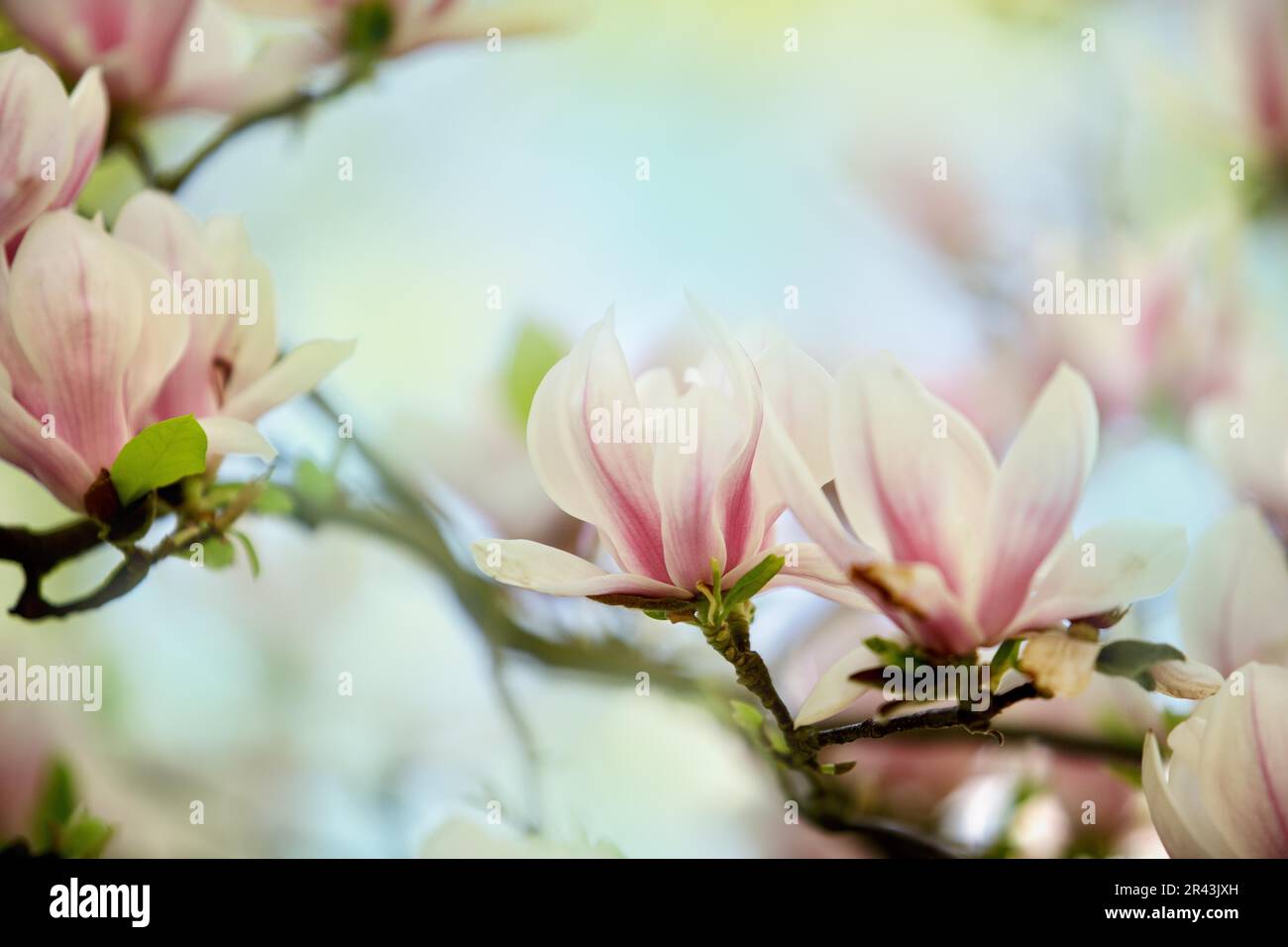 Flowering magnolia tree in the park in spring on a sunny day Stock ...
