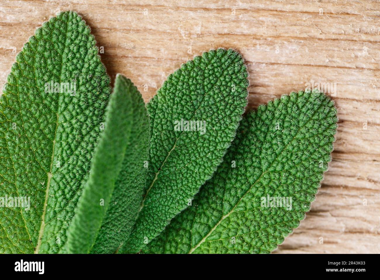 Sage green leaves hi-res stock photography and images - Alamy