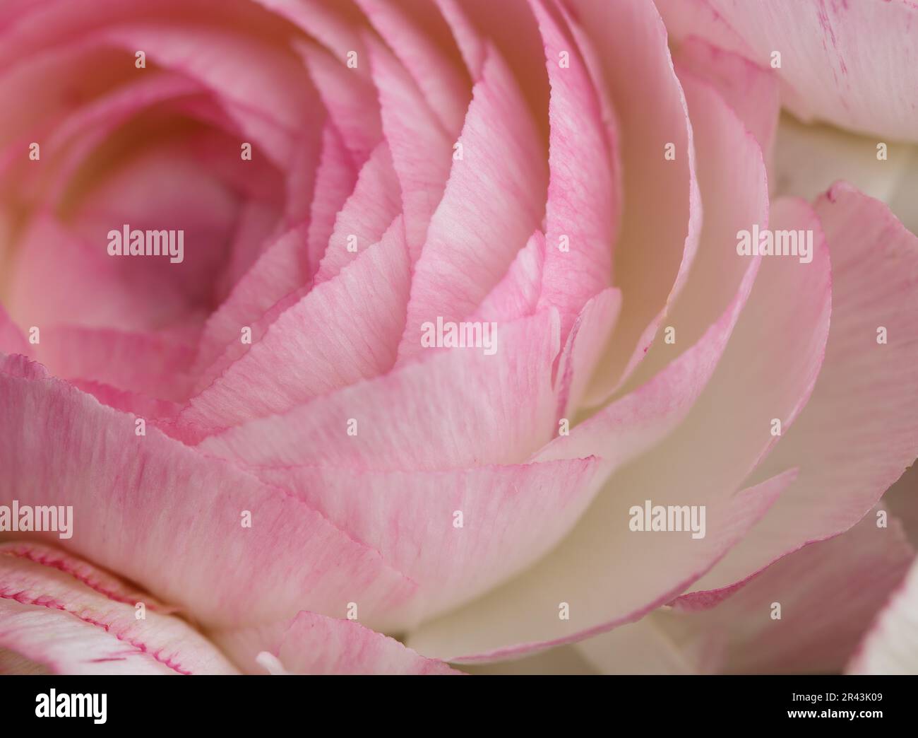 Close-up of pastel-coloured ranunculus flowers Stock Photo - Alamy