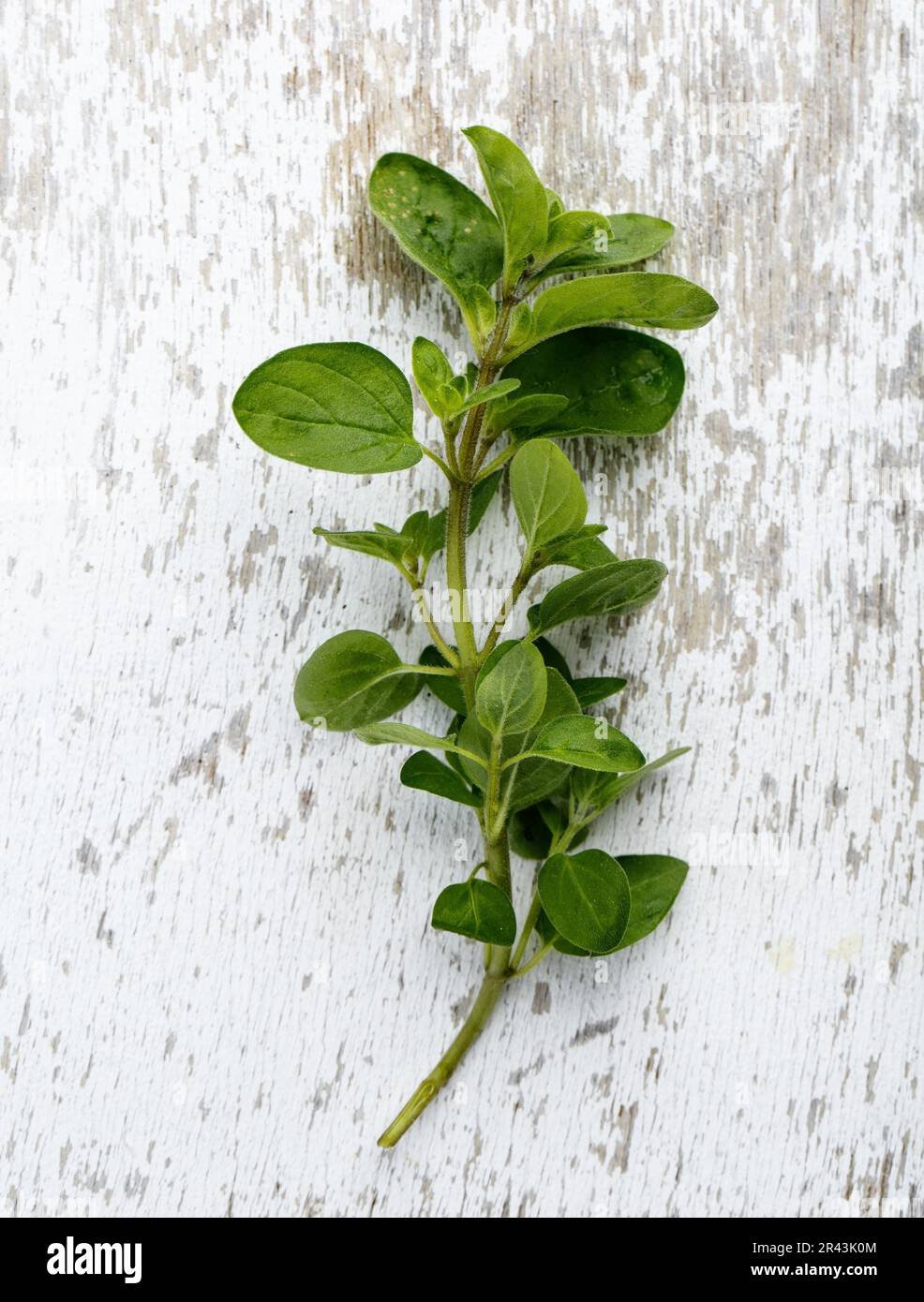 Oregano plants hi-res stock photography and images - Alamy