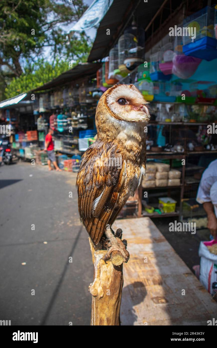 A beautiful owl at the Malang Splendid Animal Market Stock Photo - Alamy