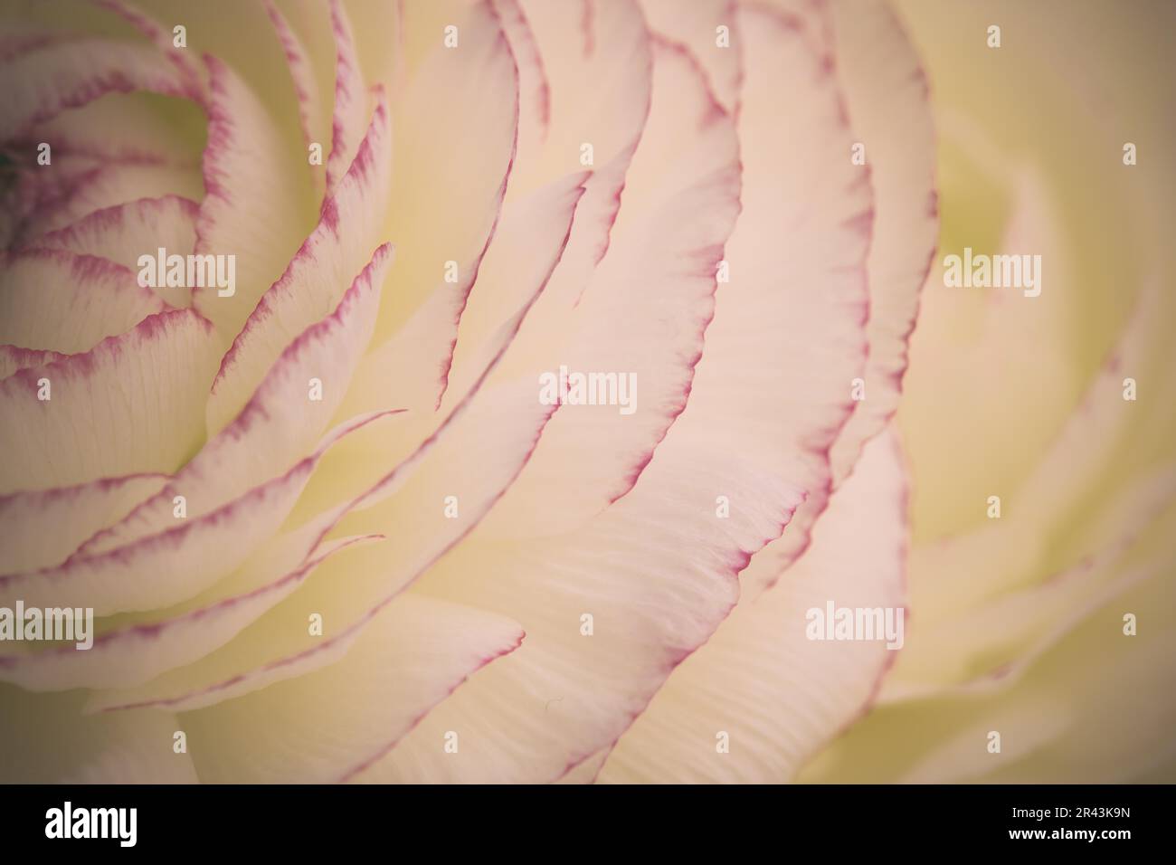 Close-up of pastel-coloured ranunculus flowers Stock Photo - Alamy